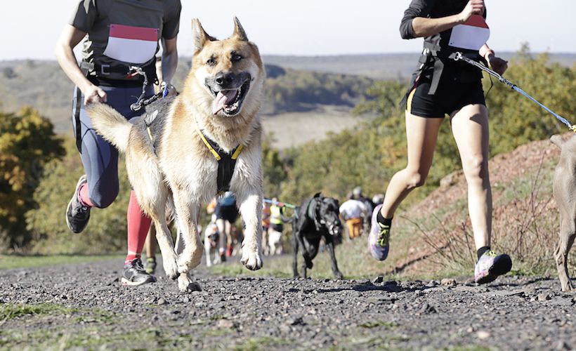 Can Dogs Run A Marathon