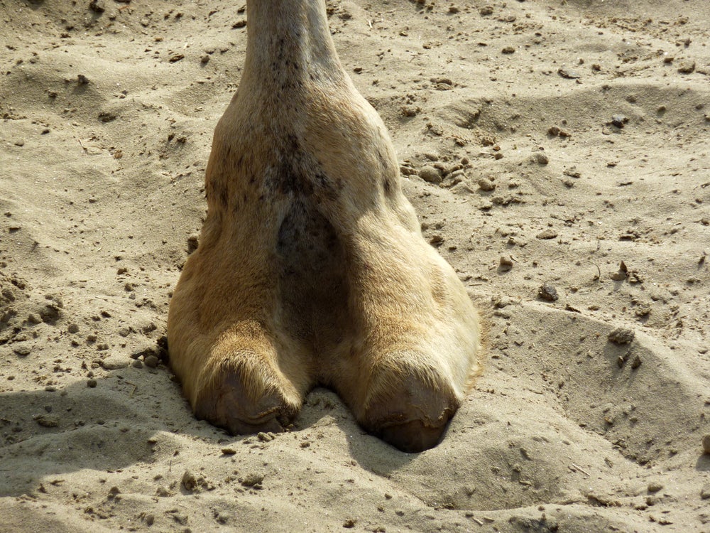 How To Avoid The Dreaded Camel Toe Womens Running Womens Running