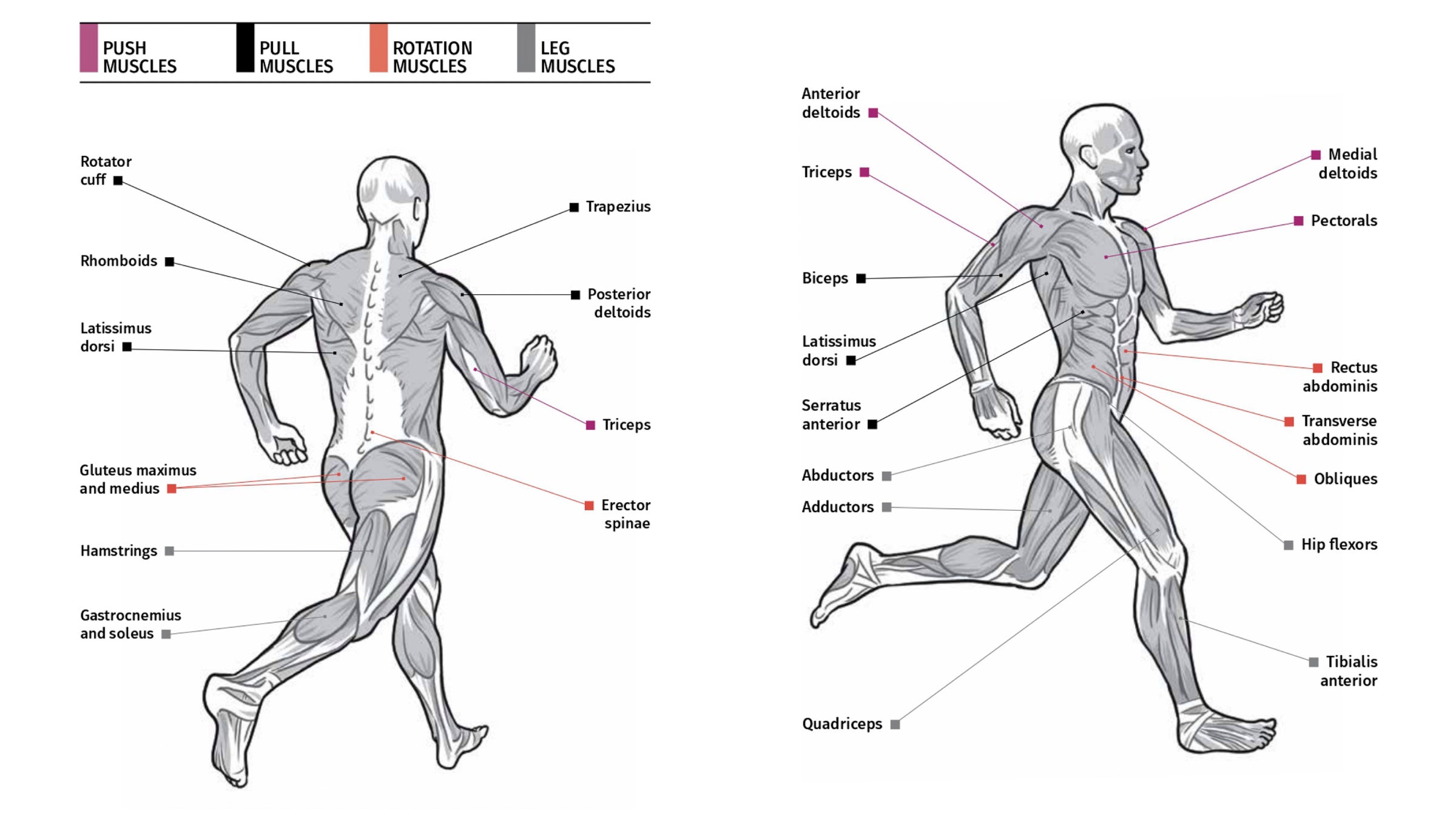 Anatomy For Runners Meet Your Muscles Women s Running Anatomy For Runners Meet Your Muscles Women s Running